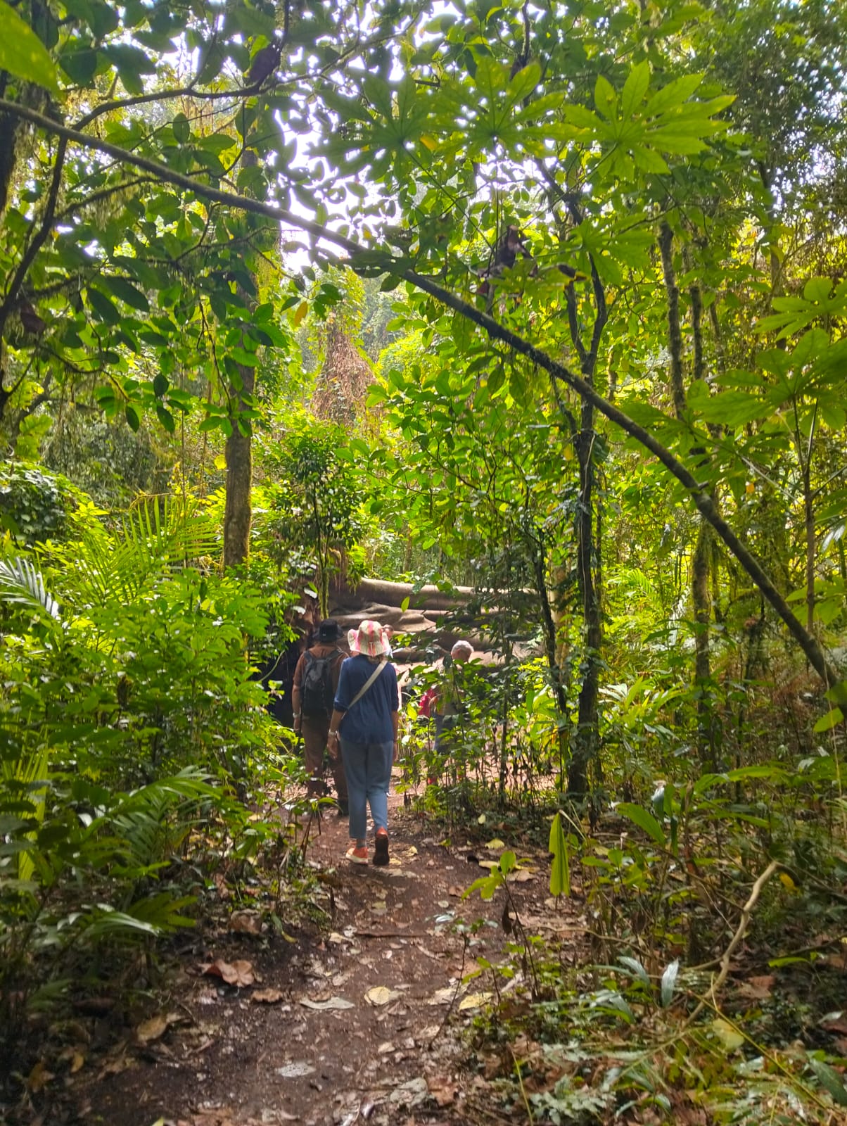 Trekking dans la forêt de Tamblingan à Bali – Bali Prana Tour